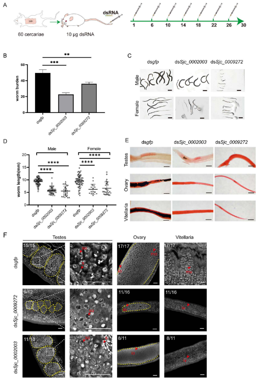 PLOS Pathogens | 复旦大学团队通过RNAi筛选发现日本血吸虫中潜在药物靶点